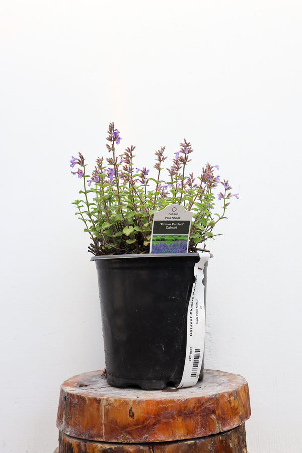 Nepeta | 'Picture Purrfect' Catmint – Watson Farms, LLC